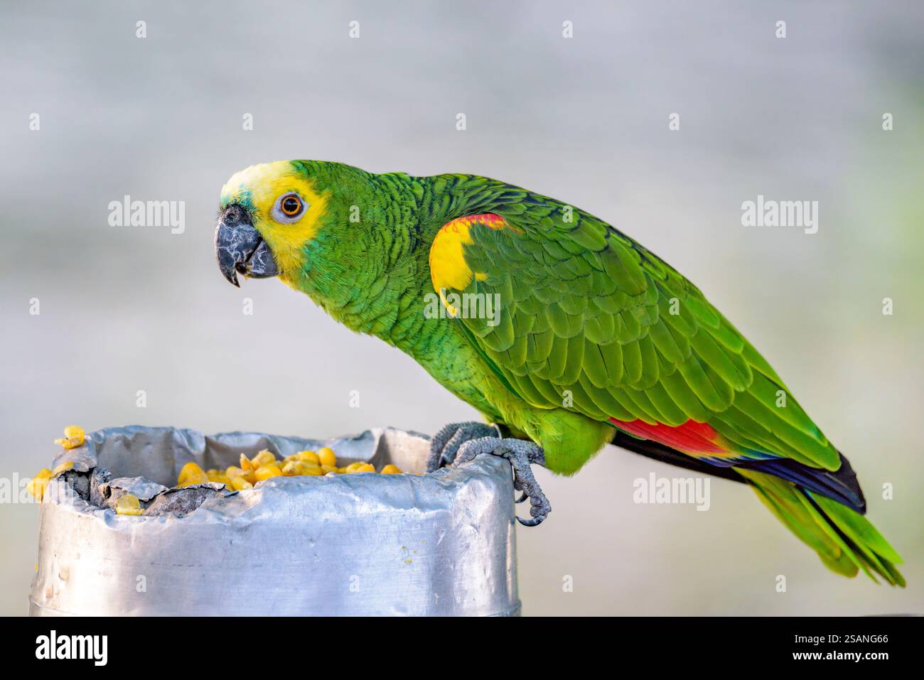Blue-fronted parrot (Amazona aestiva) from Pantanal, Brasil Stock Photo ...
