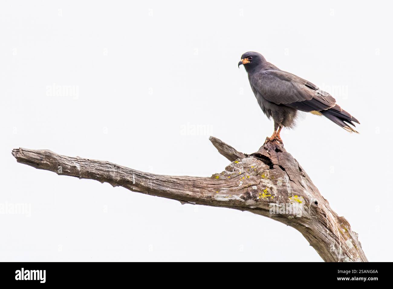 Snail kite (Rostrhamus sociabilis) from Pantanal, Brazil Stock Photo ...