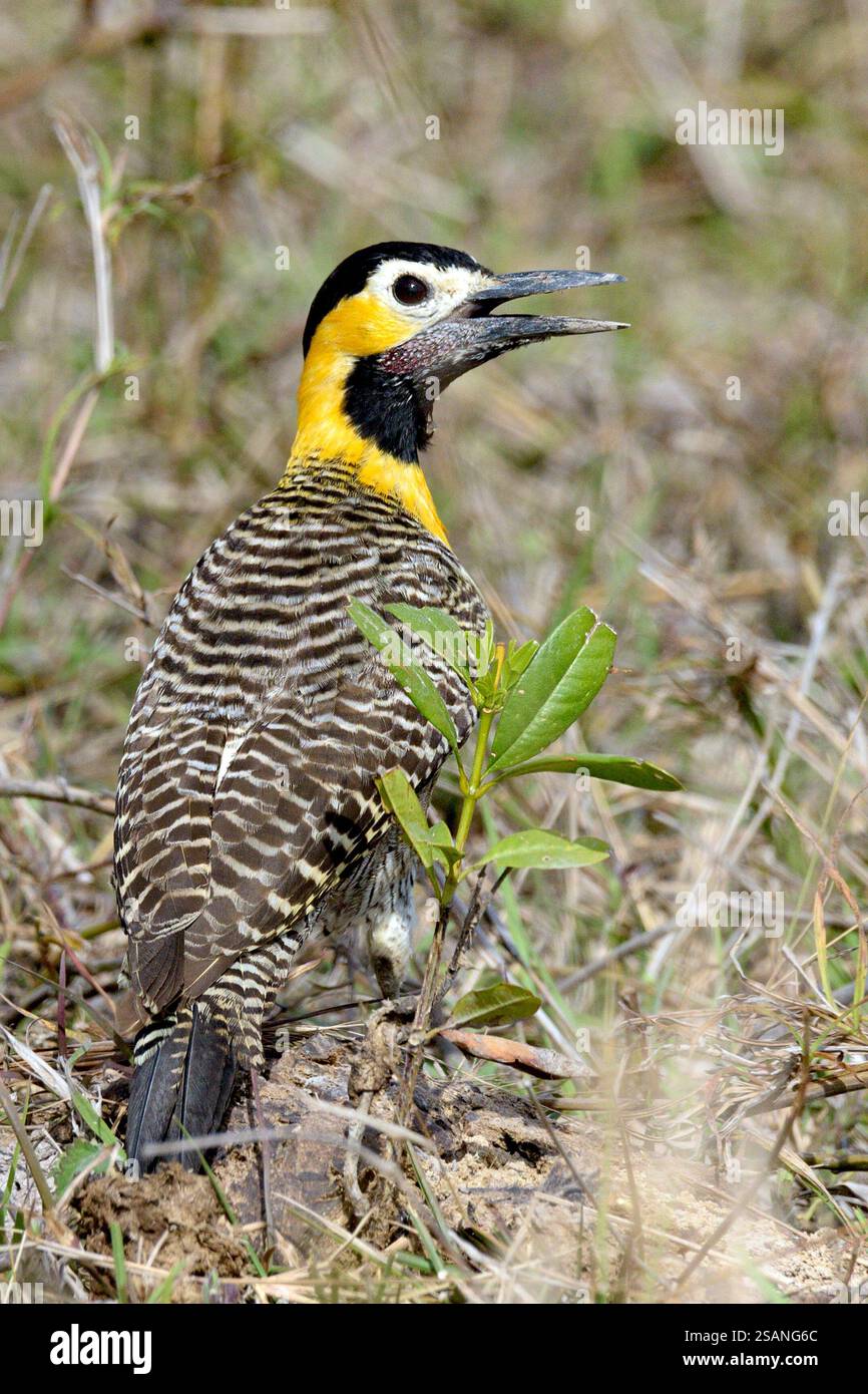 Campo flicker (Colaptes campestris) from Pantanal, Brazil Stock Photo ...