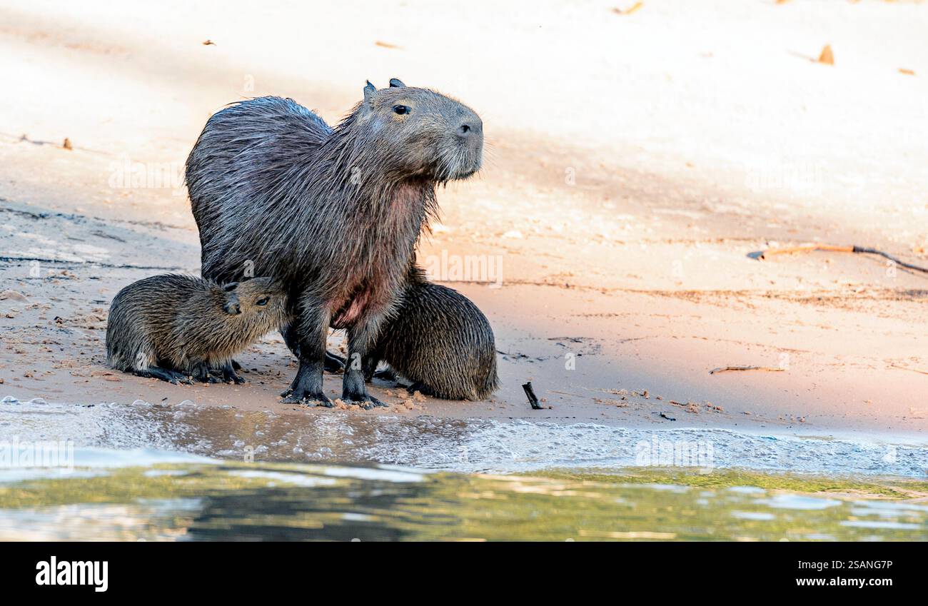 Mother and cubs capybara (Hydrochoeris hydrochaeris) on the banks of Cuiaba River, Pantanal ...