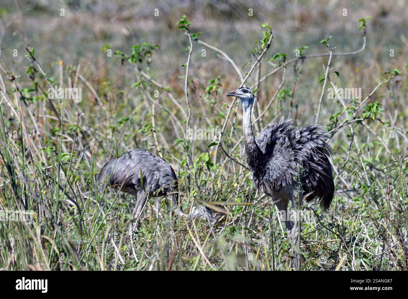 Greater rheas (Rhea americana) from Pantanal, Brazil Stock Photo - Alamy