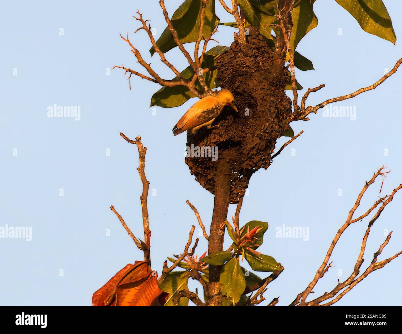Cream-colored woodpecker (Celeus flavus) from Pantanal, Brazil Stock ...