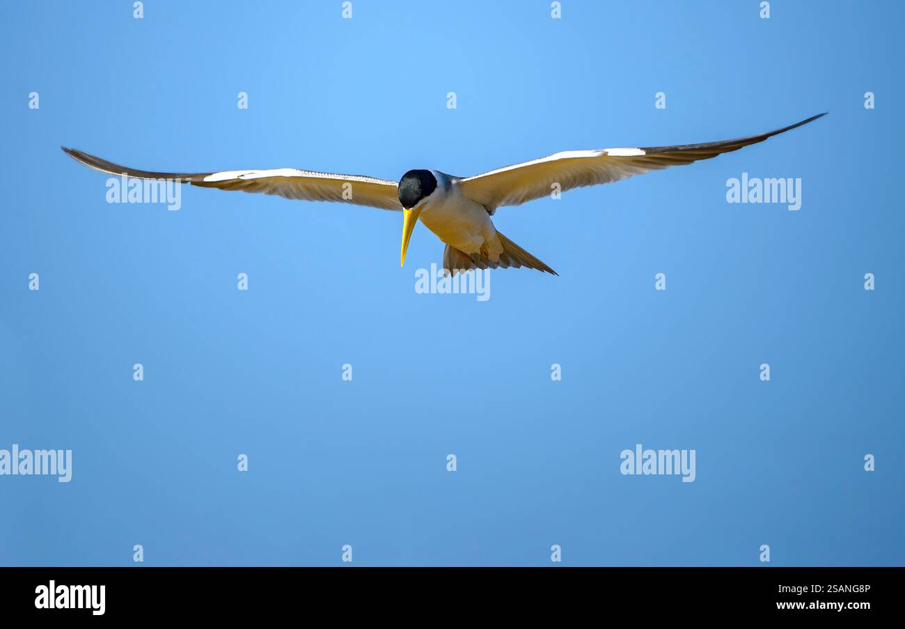 Large-billed tern (Phaetusa simplex) flying. Photo from Pantanal ...