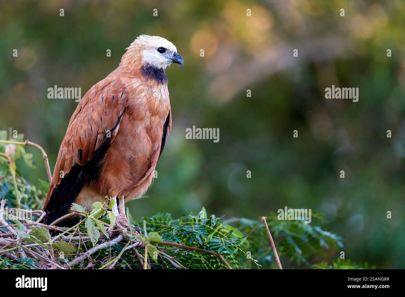 Black-collard hawk (Busarellus nigricollis) from Pantanal, Brazil Stock ...