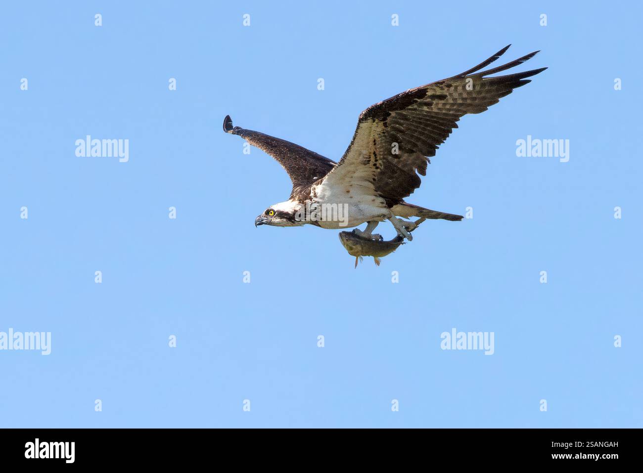 Osprey (Pandion haliaetus) with prey. Photo from Pantanal, Brazil Stock ...