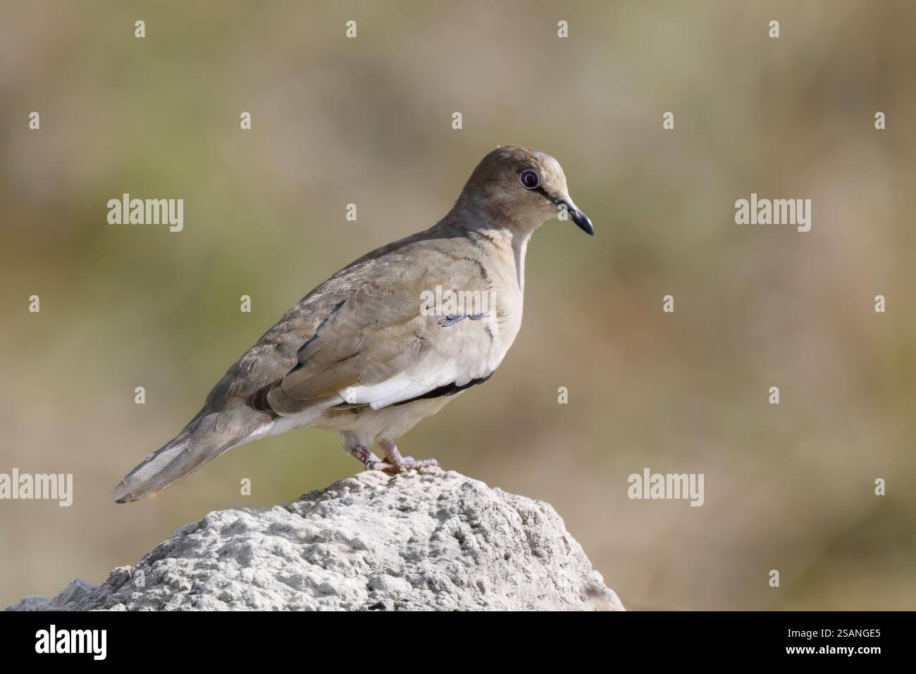 Picui ground dove (Columbina picui) from Pantanal, Brazil Stock Photo ...
