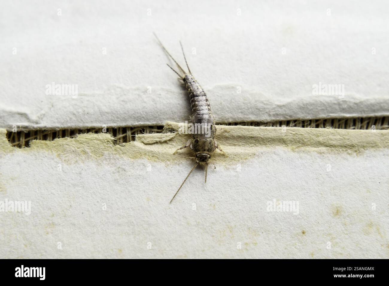 Insect feeding on paper, silverfish (Lepisma saccharina) . Pest books ...