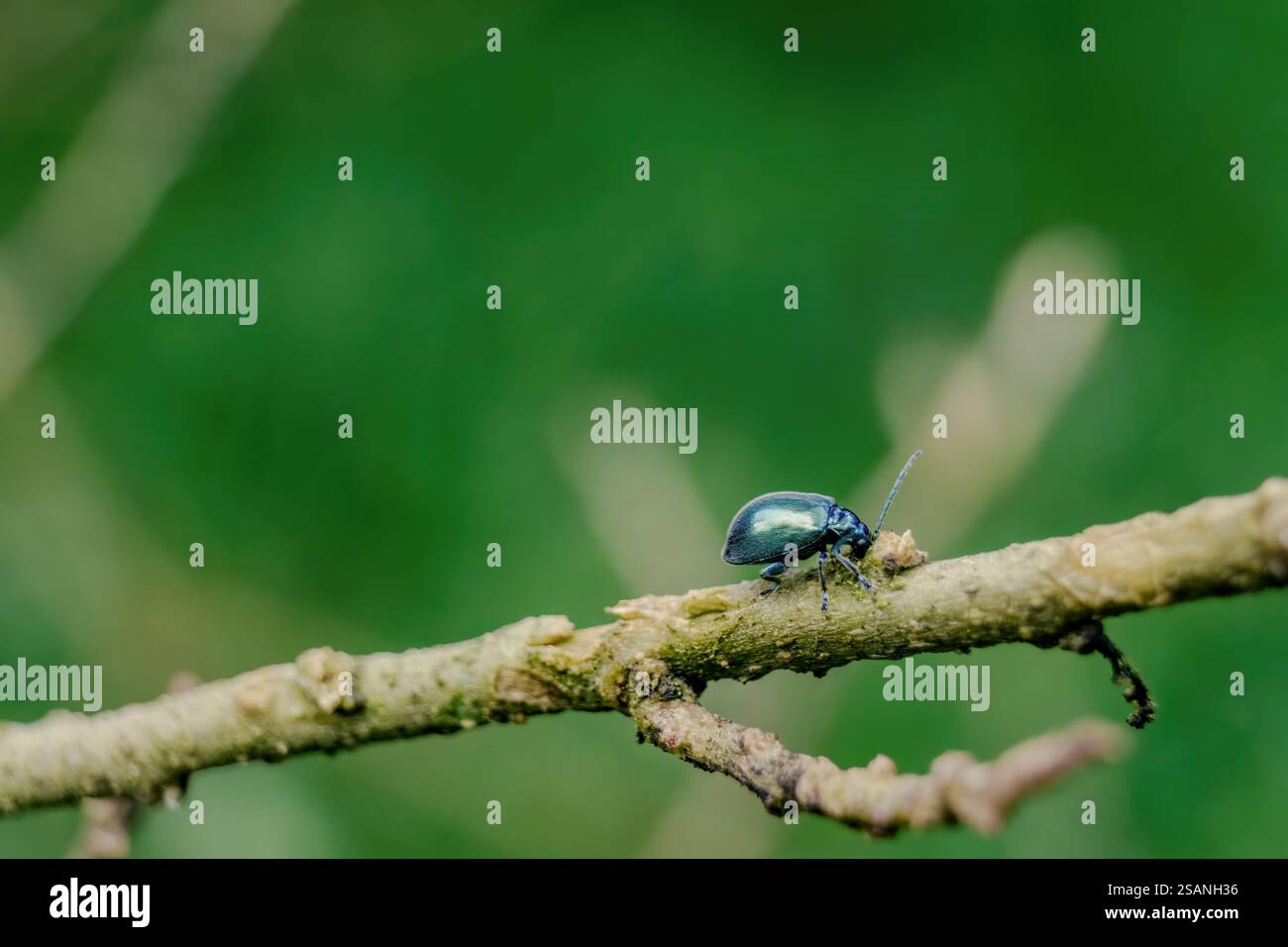 Macro photography of a flea beetle feeding on a twig, in a forest in ...