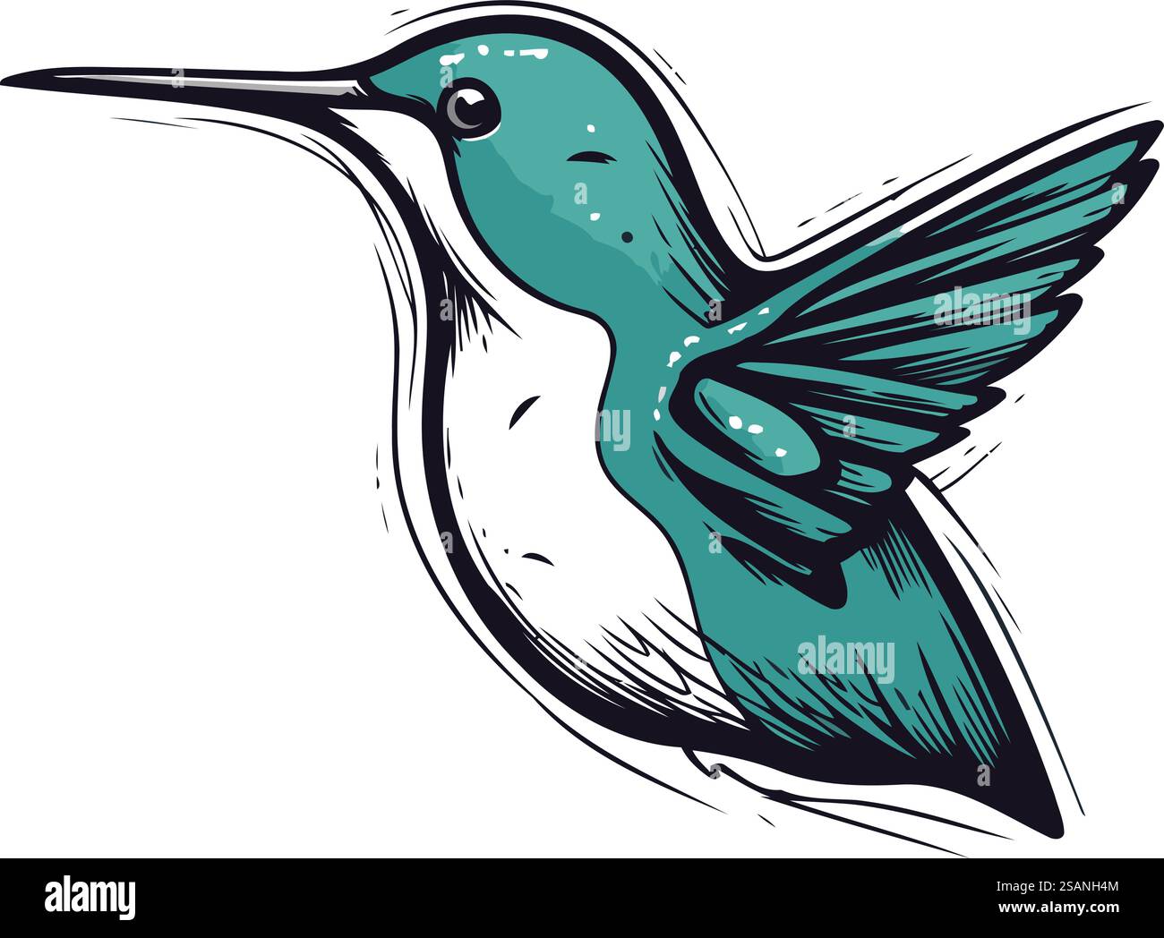 Hummingbird. Hand drawn vector illustration isolated on white ...