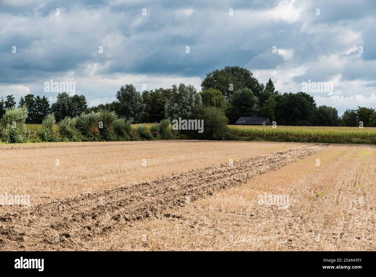 Harvested golden wheat fields at the Flemish countryside in Sint Amands ...