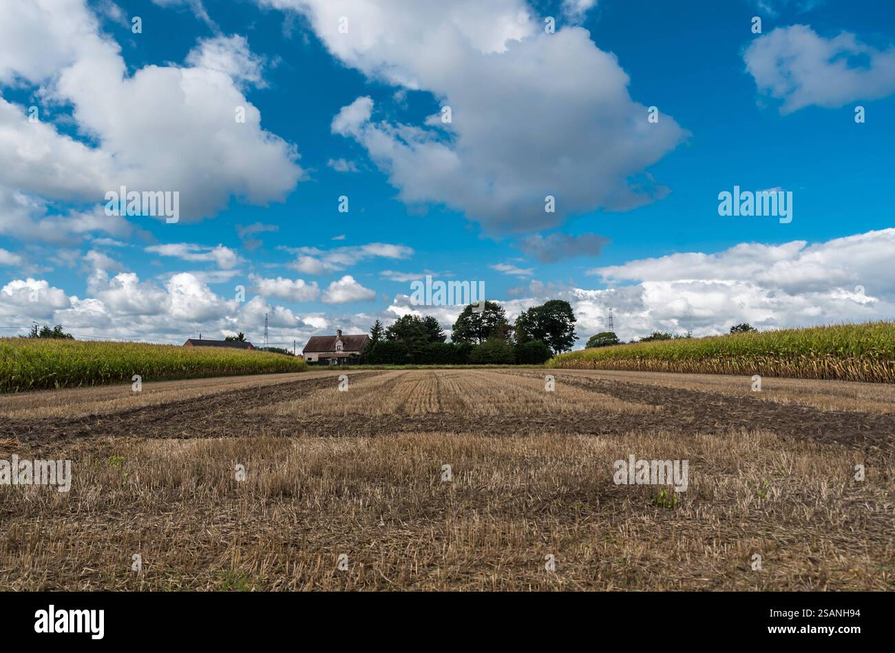 Harvested golden wheat fields at the Flemish countryside in Sint Amands ...