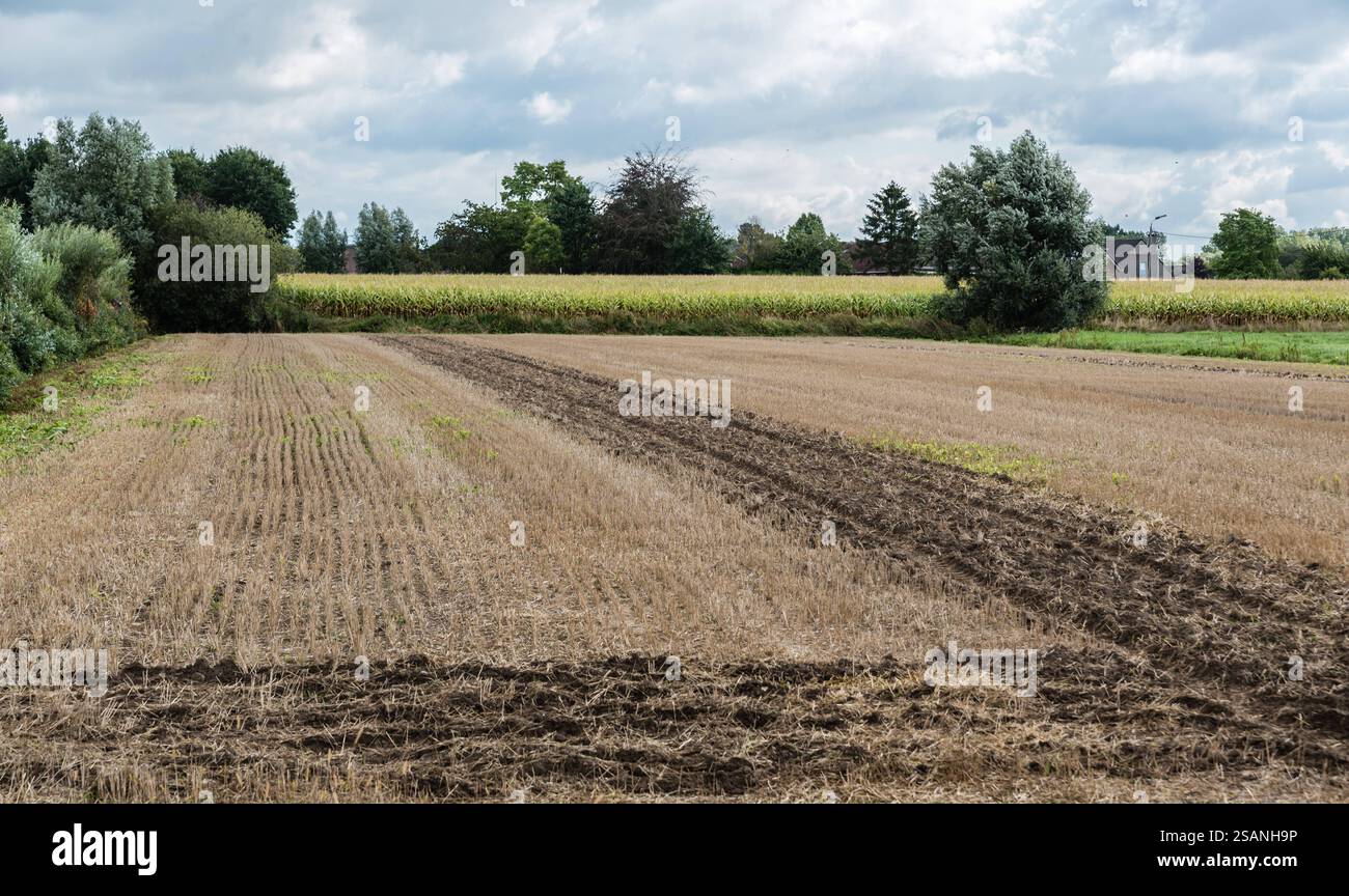 Harvested golden wheat fields at the Flemish countryside in Sint Amands ...