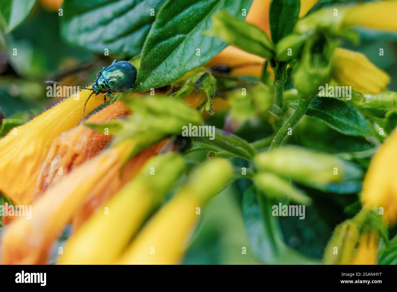 Macro photography of a flea beetle walking on a marmalade flower, in a ...