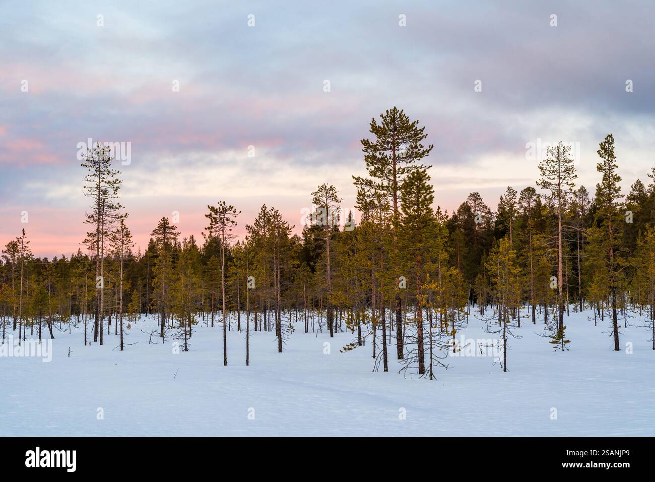 Beautiful winter landscape in Finnish Lapland around Akaslompolo ...