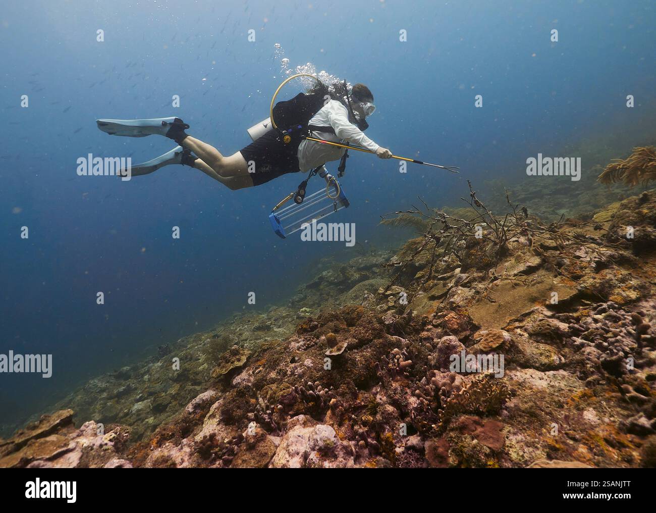 Diver hunting lion fish, an invasive species, Marine protected zone ...