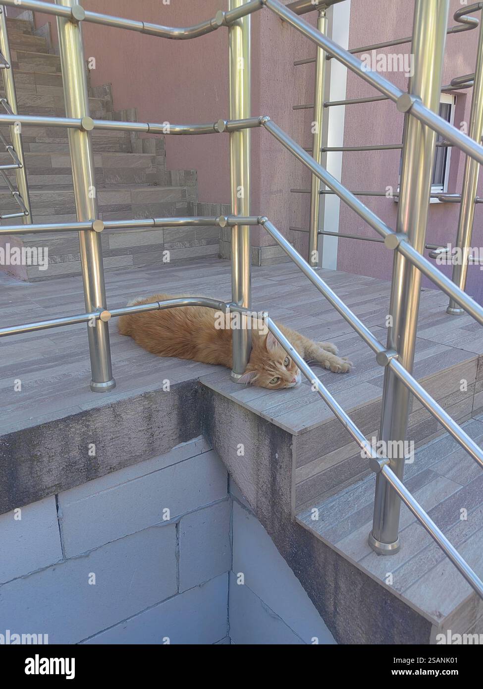 Cat orange ginger outside hi-res stock photography and images - Alamy