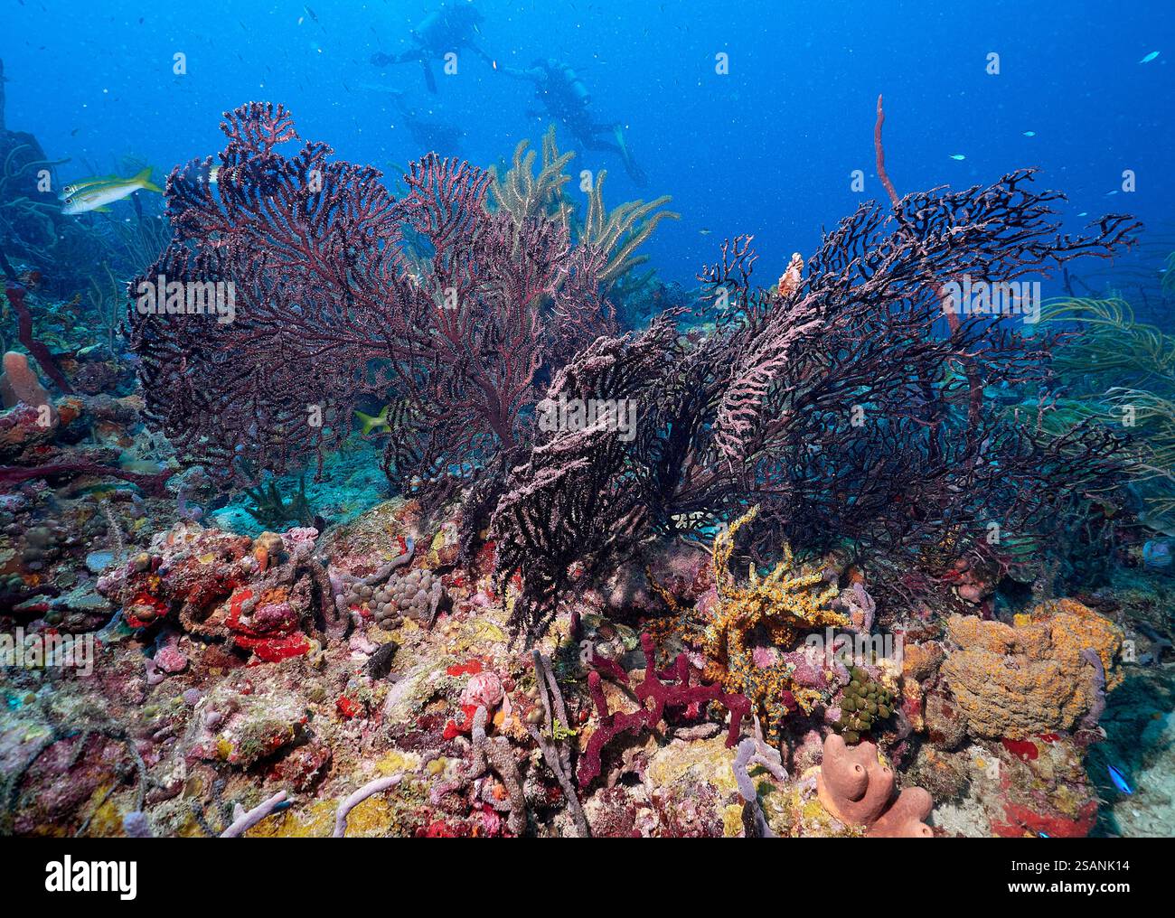 Healthy Coral Reef, Marine protected zone, Granada Caribbean Stock ...
