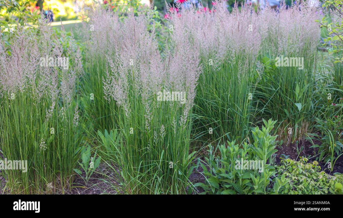 Karl Foerster Feather Reed Grasses with their feathery plumes, mannerly with bold vertical ...