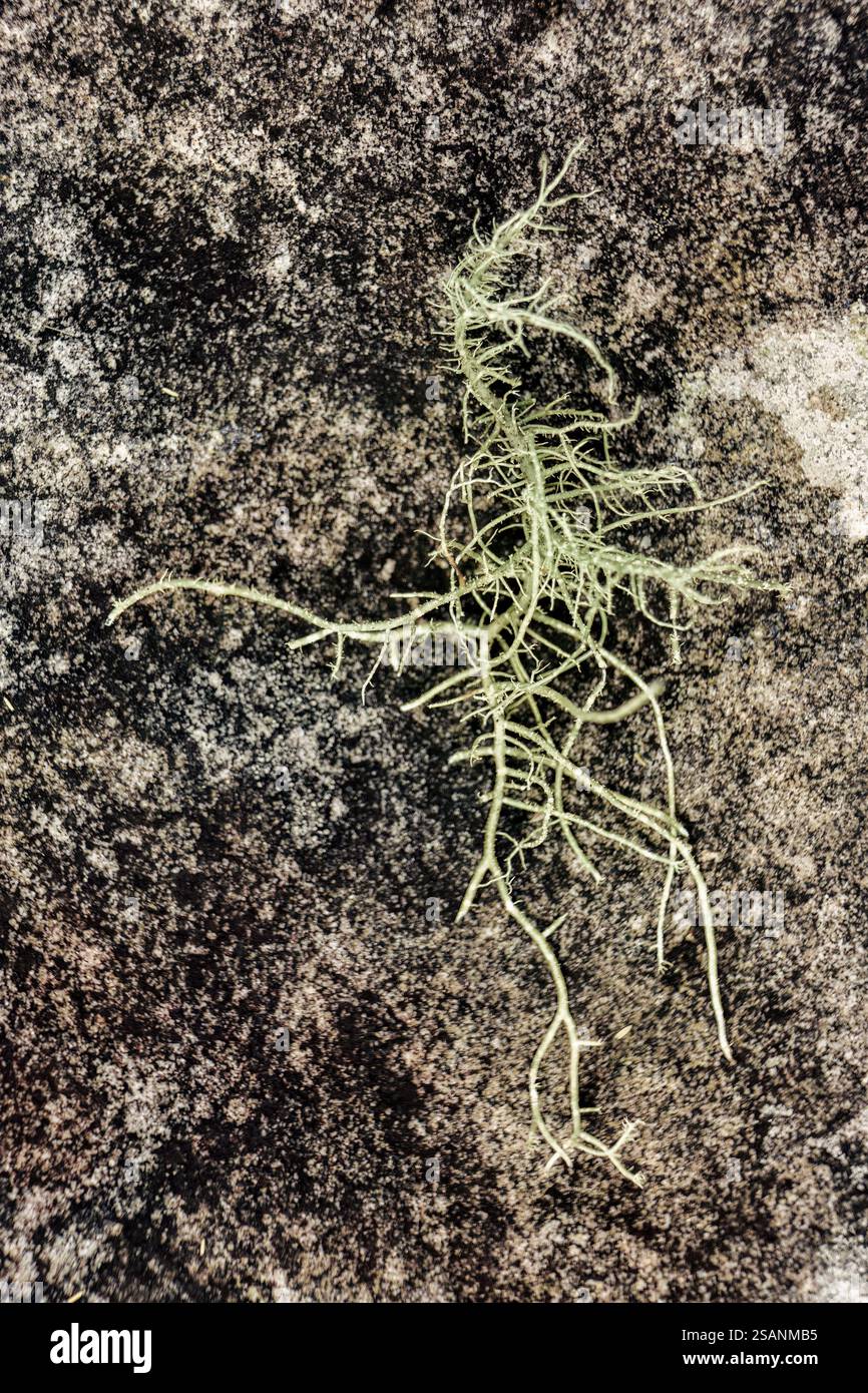 Pycnidium hi-res stock photography and images - Alamy