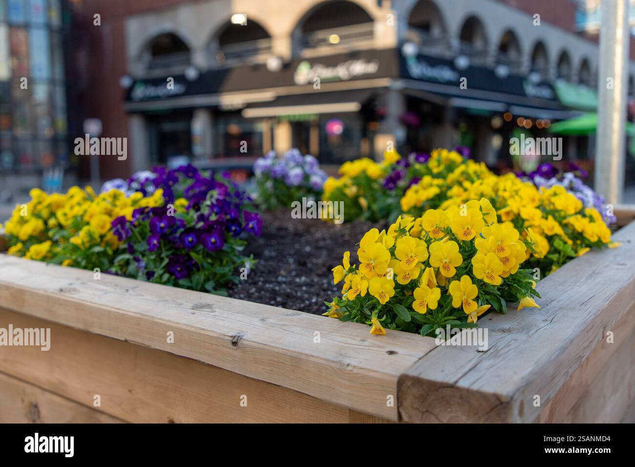 Yellow and purple pansies in flowerbed at Byward market in Ottawa ...