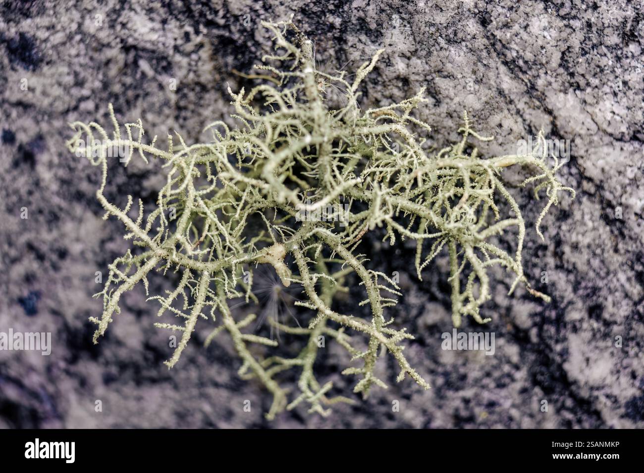 Extreme macro photography of fruticose lichen growing on tree barks and ...