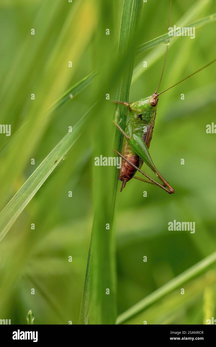 Macro photography of a grasshopper on a spade of grass, in a garden in ...