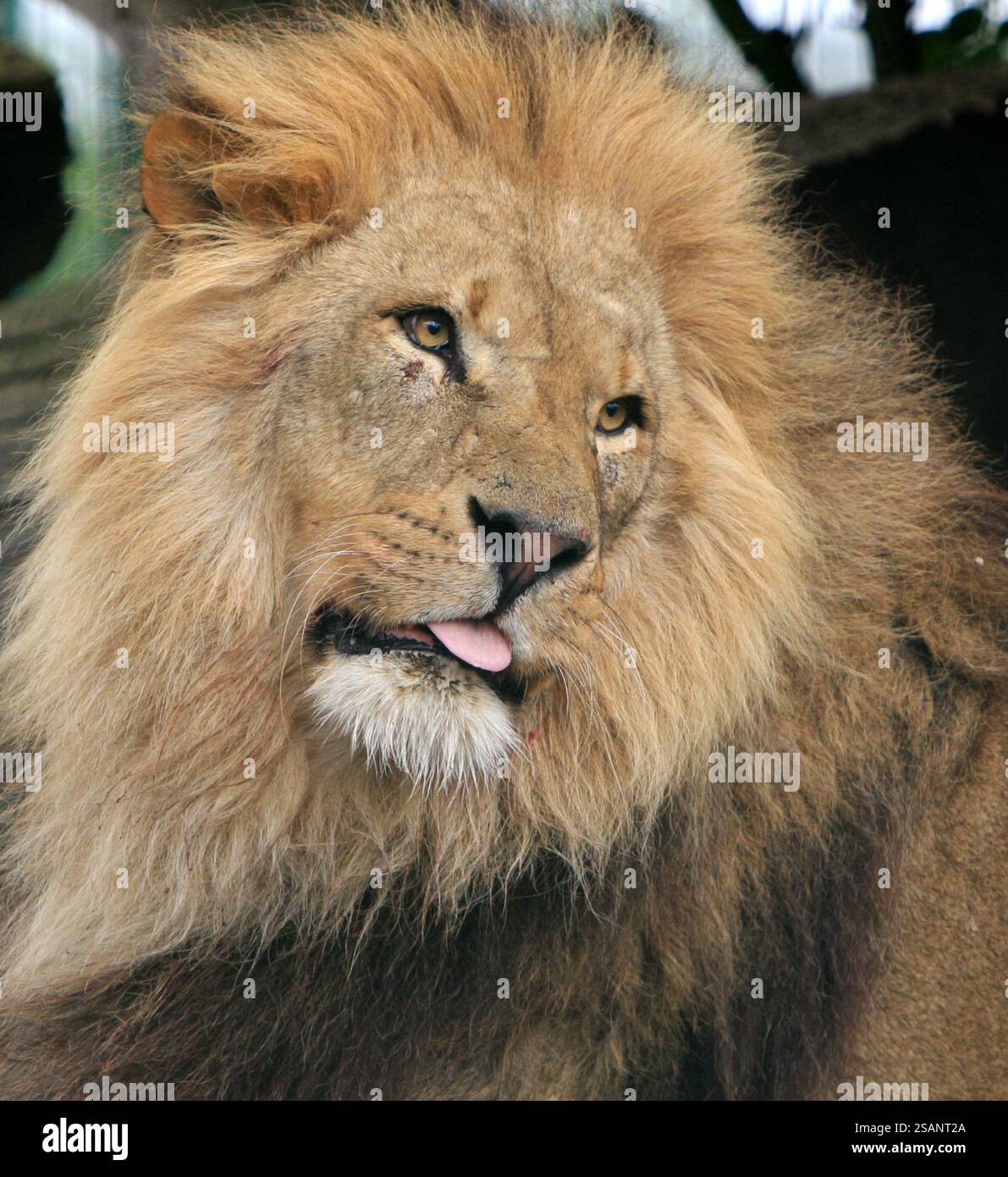 Lionkingtattoo hi-res stock photography and images - Alamy