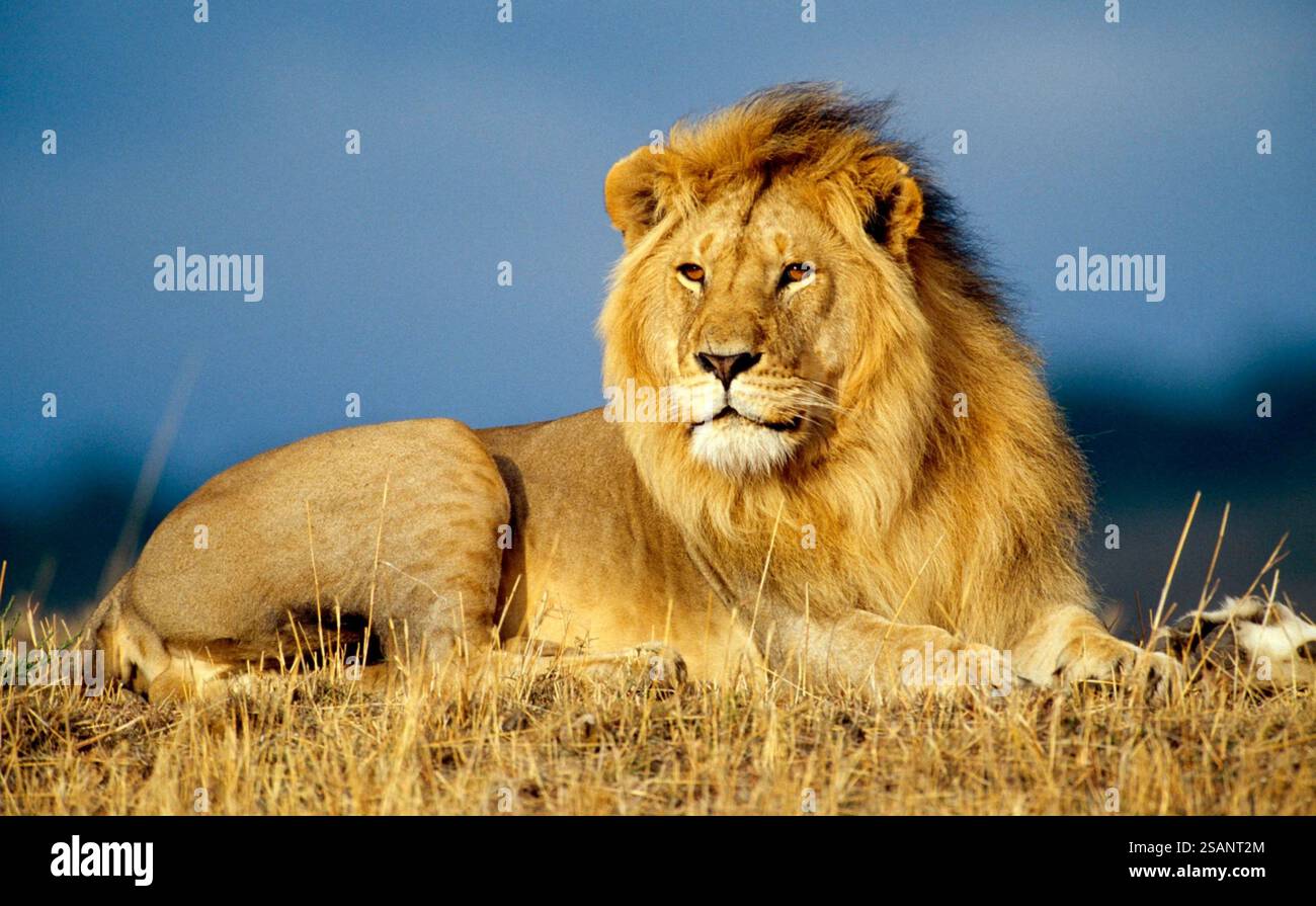 The lion is a muscular, broad-chested cat with a short, rounded head, a ...