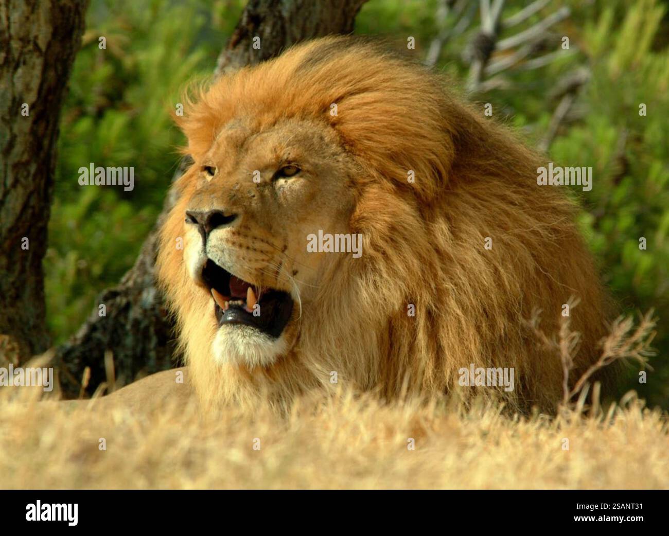 The lion is a muscular, broad-chested cat with a short, rounded head, a ...