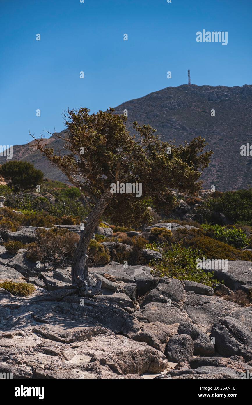 The mountainous landscape of the island of Crete with single cypress ...