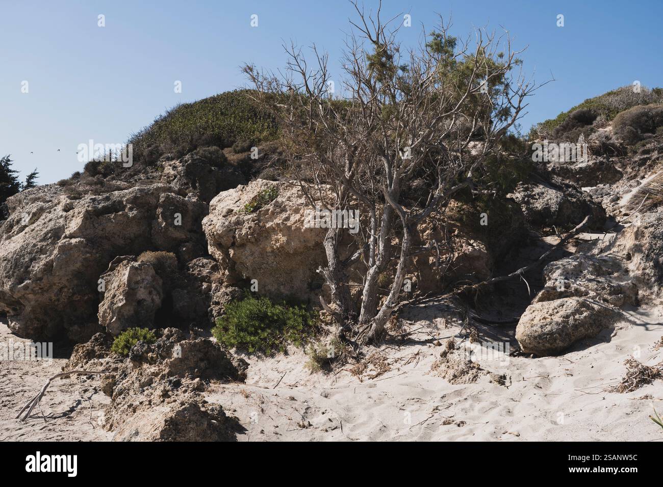 Withered small cypress trees in sandy terrain with single rocks Stock ...