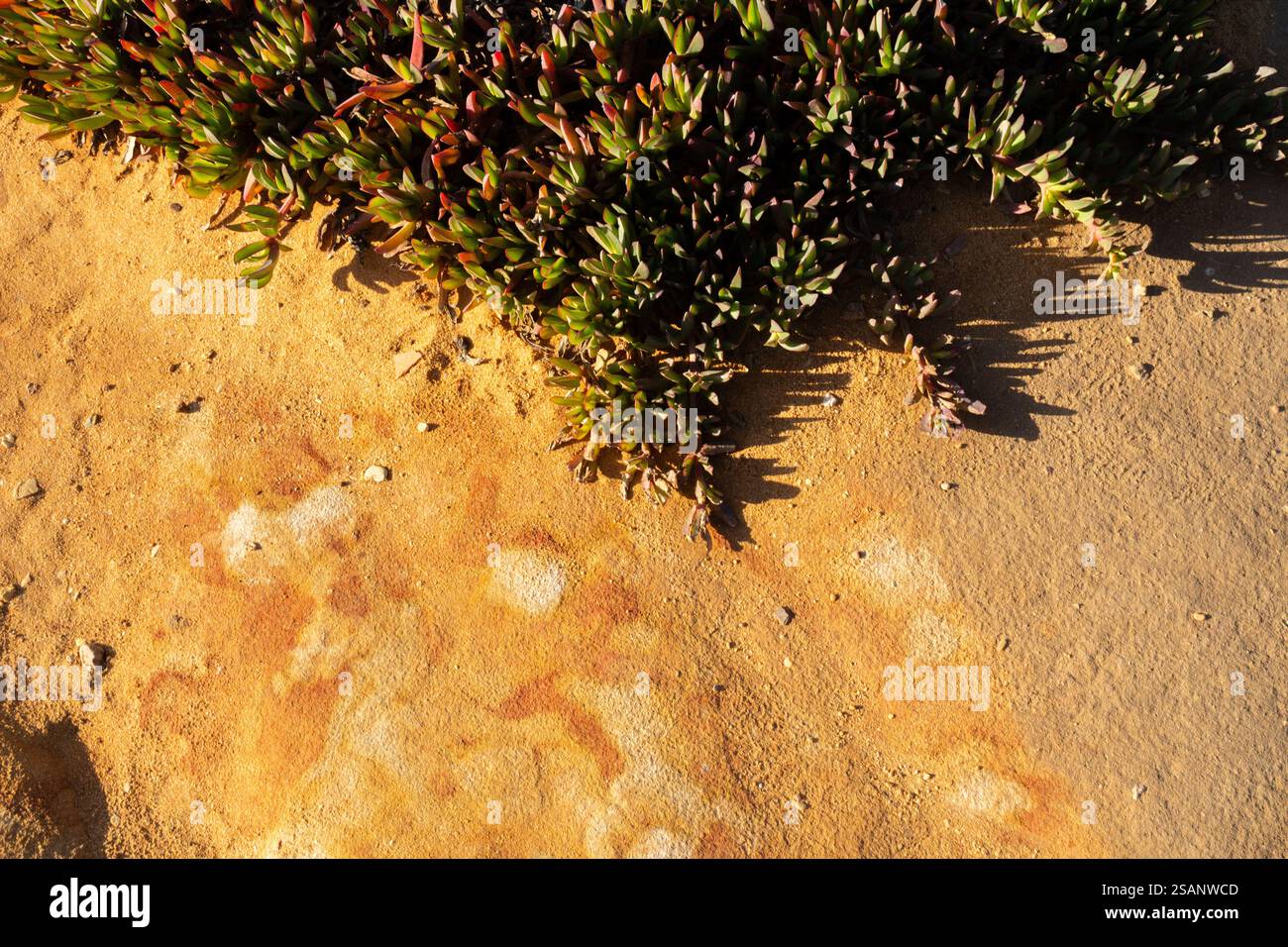 A striking scene of plants arranged in a triangular formation on bright ...