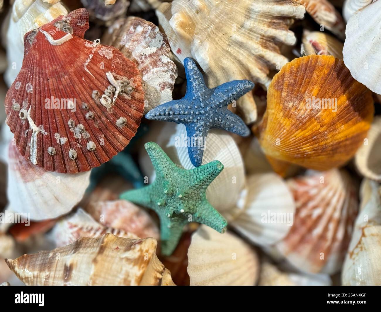 A group of mixed seashells and starfish used for decoration purposes ...