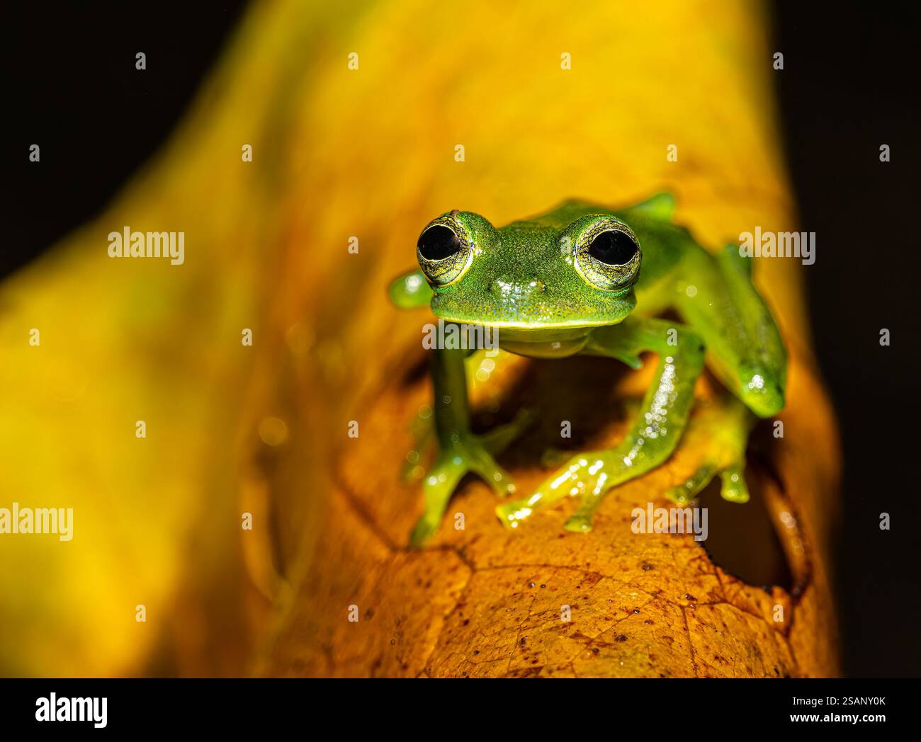Centrolene prosoblepon, Emerald glass frog or Nicaragua giant glass ...