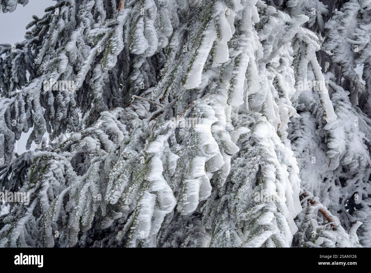 tree in snow and ice Stock Photo - Alamy