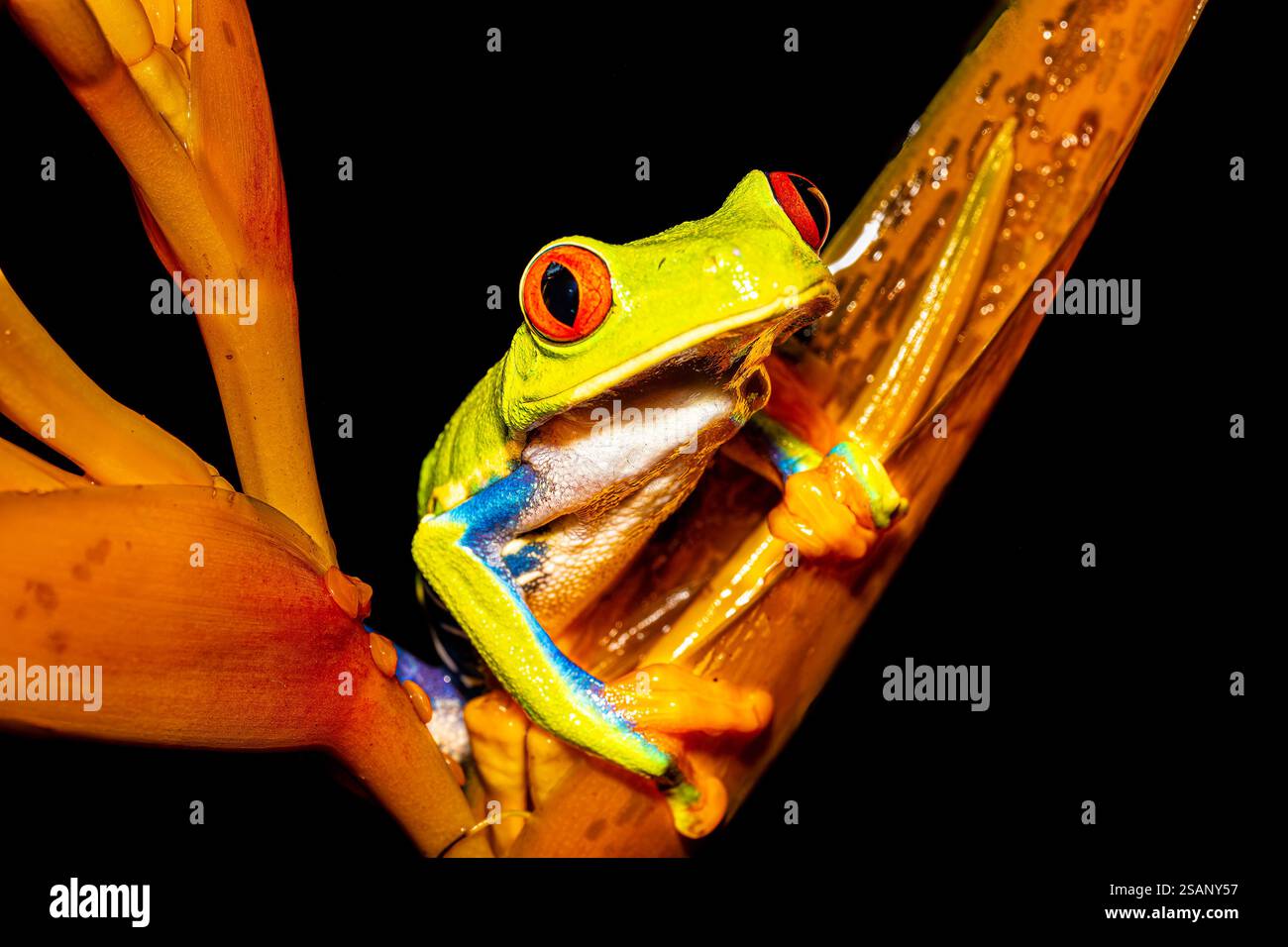 Agalychnis callidryas, commonly known as the red-eyed tree frog or red ...