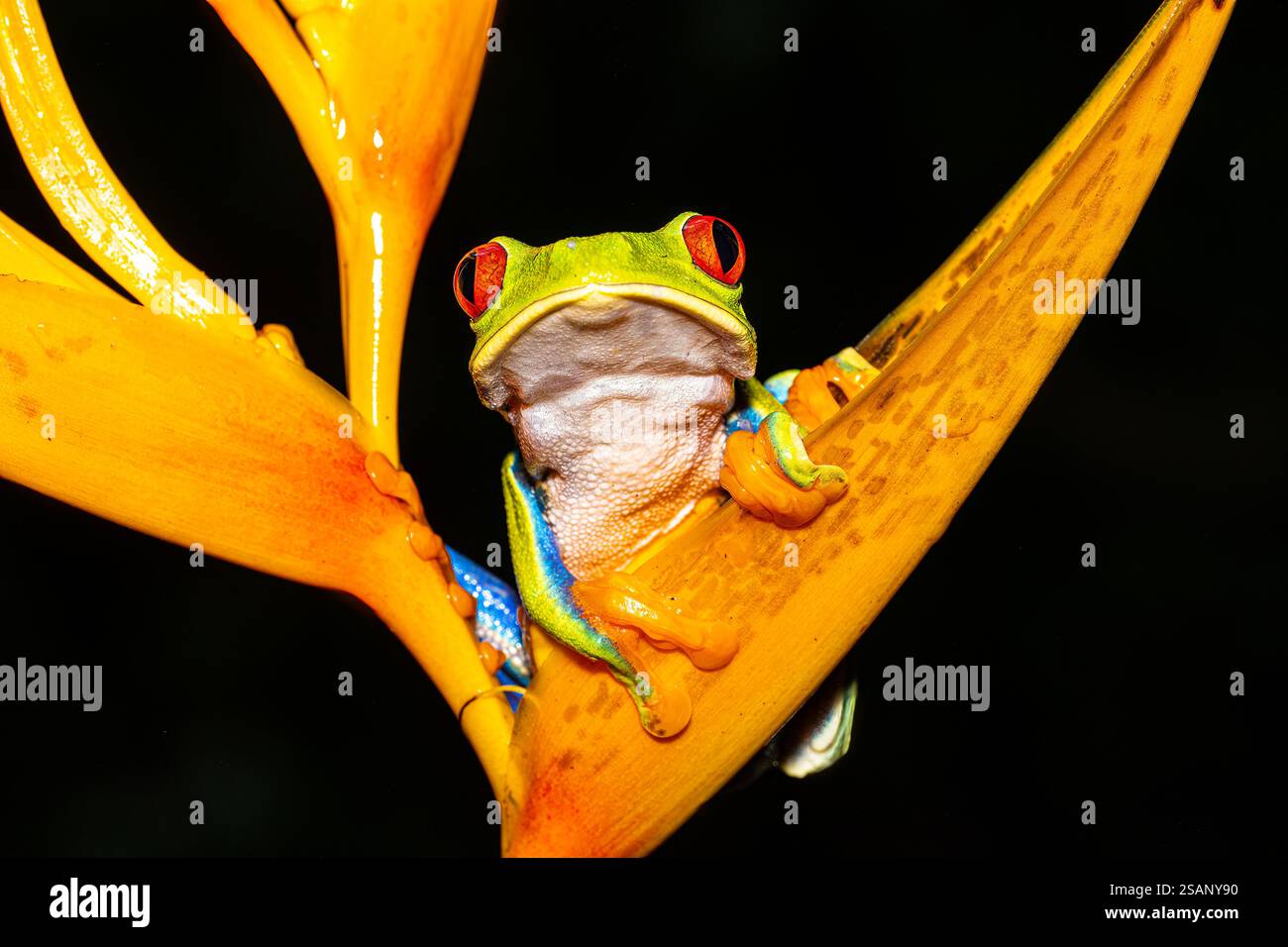 Agalychnis callidryas, commonly known as the red-eyed tree frog or red ...