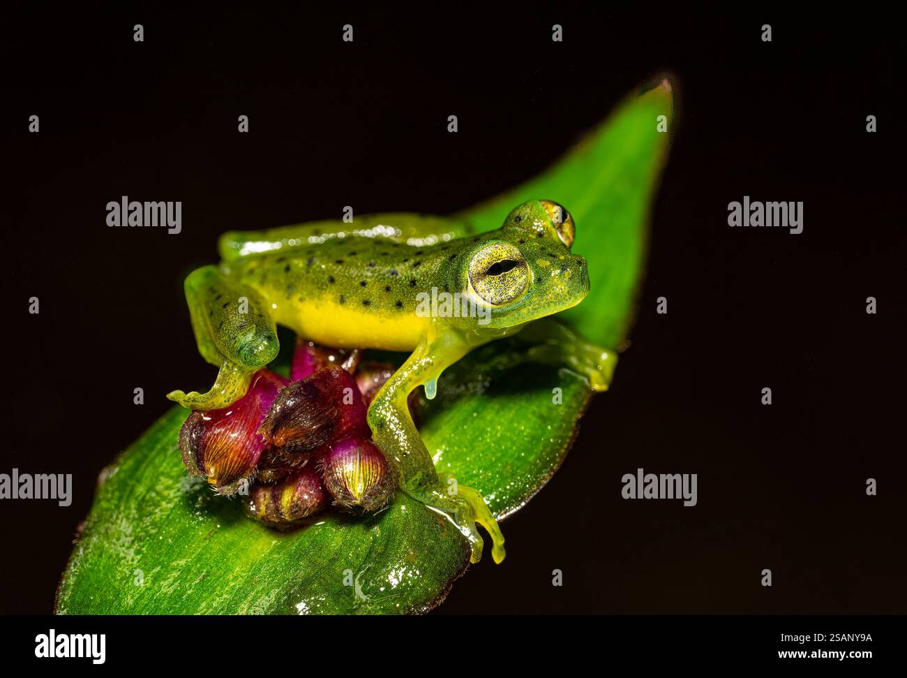 Centrolene prosoblepon, Emerald glass frog or Nicaragua giant glass ...