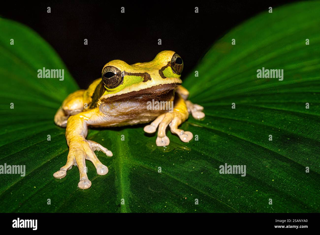 Smilisca phaeota, the New Granada cross-banded tree frog, also known as ...