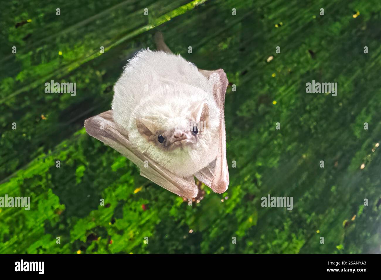 Diclidurus albus, the northern ghost bat is a bat species from South ...