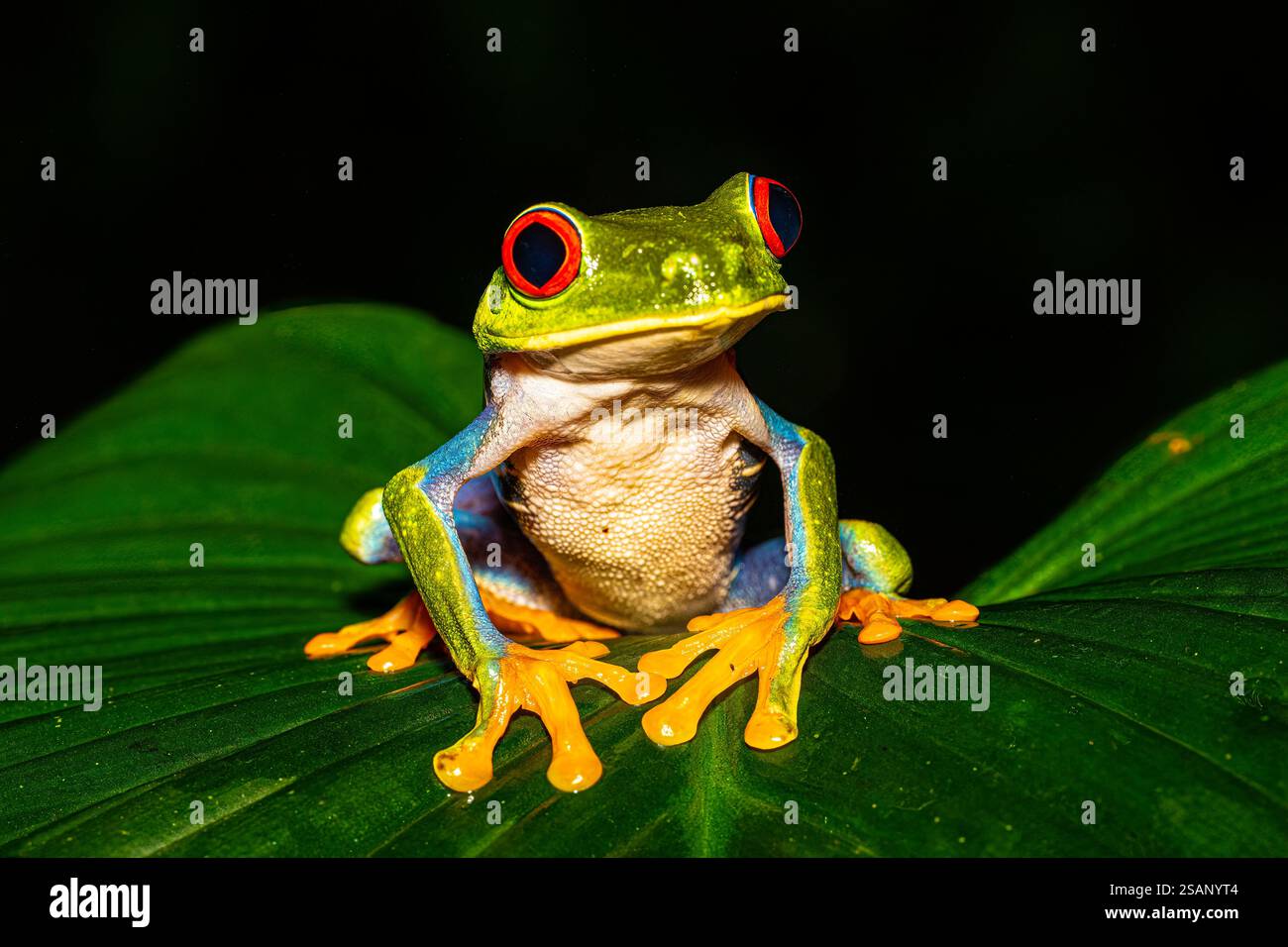 Agalychnis callidryas, commonly known as the red-eyed tree frog or red ...