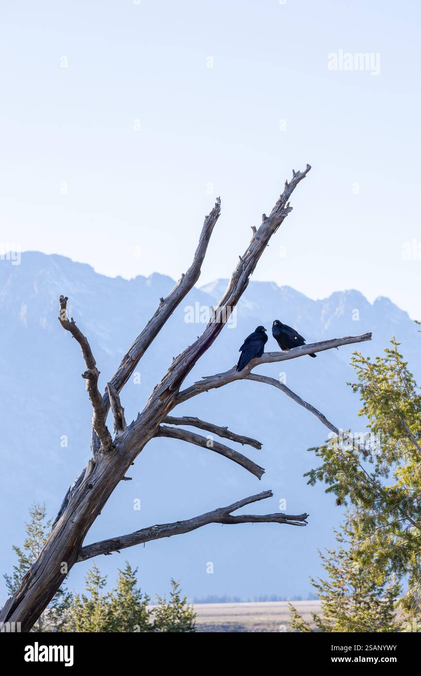 Birds grand teton hi-res stock photography and images - Alamy
