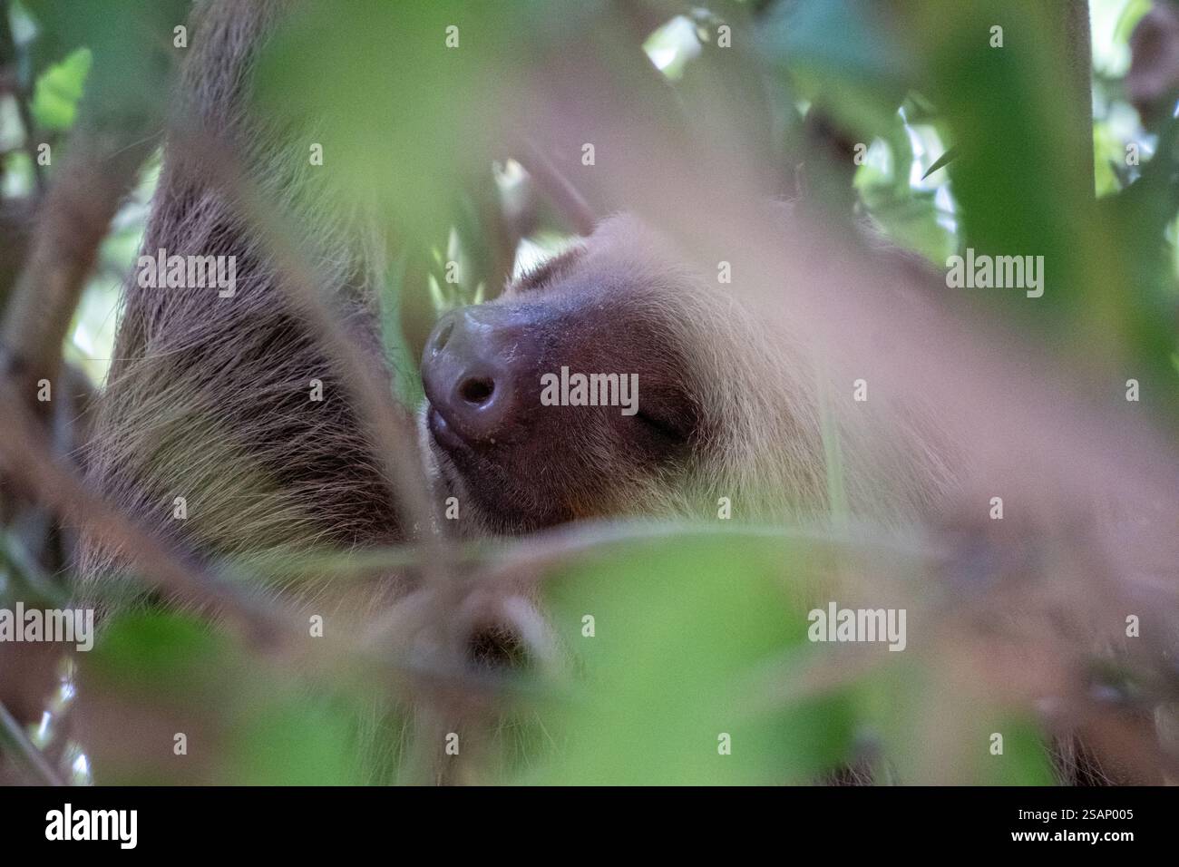 Smithsonian wildlife hi-res stock photography and images - Alamy