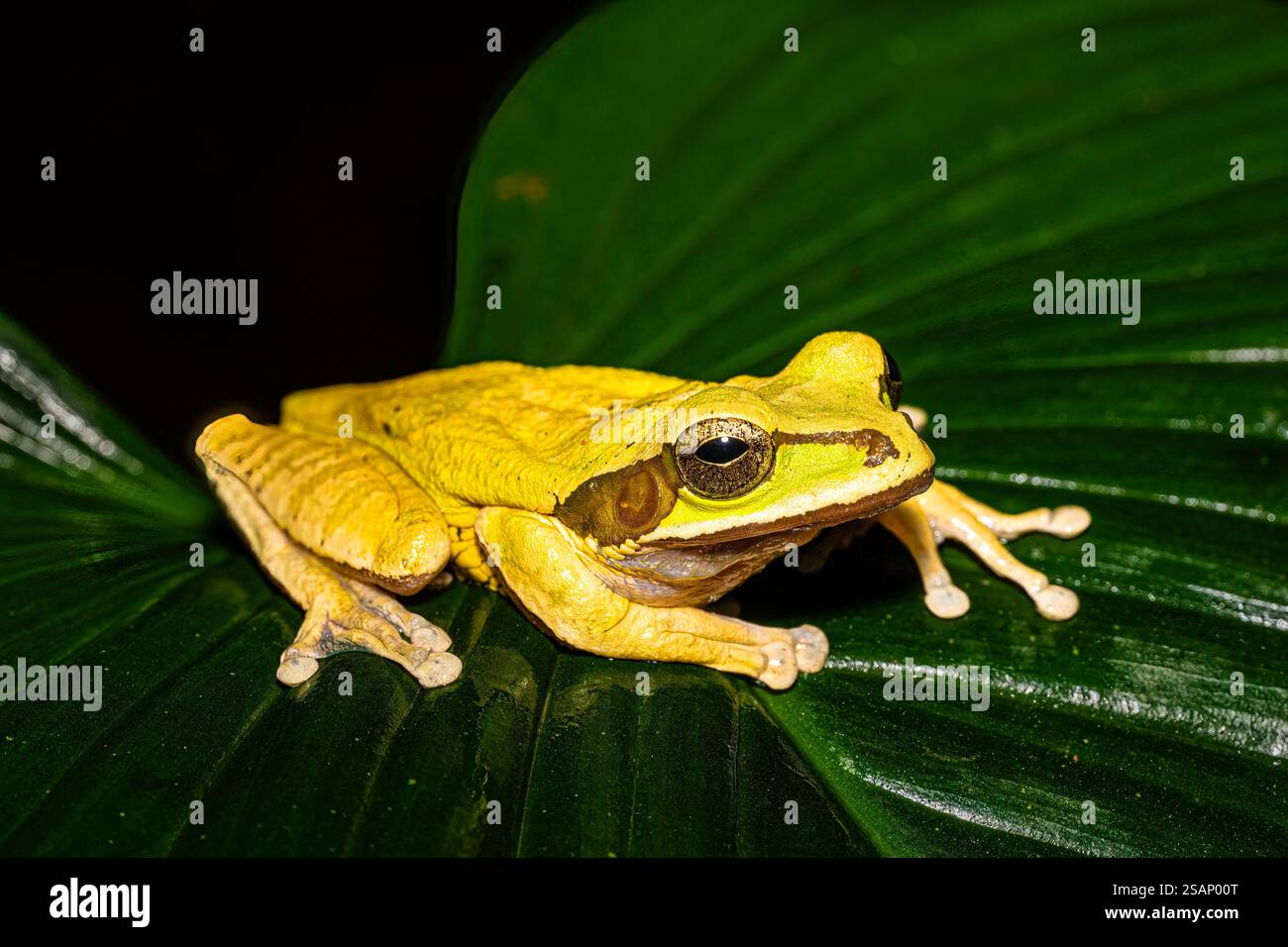 Smilisca phaeota, the New Granada cross-banded tree frog, also known as ...
