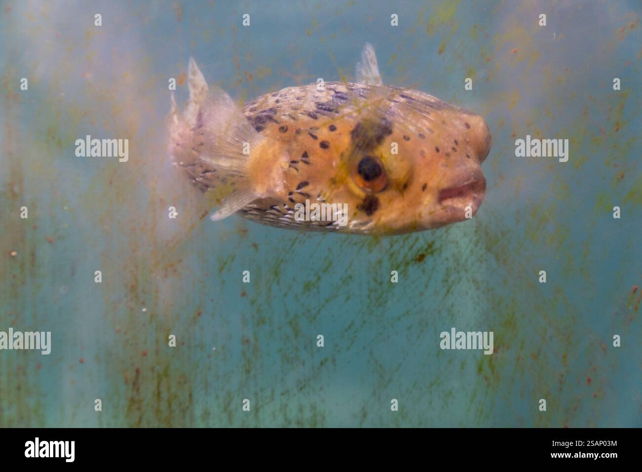 Pufferfish in the Punta Culebra Nature Center, Panama Stock Photo - Alamy
