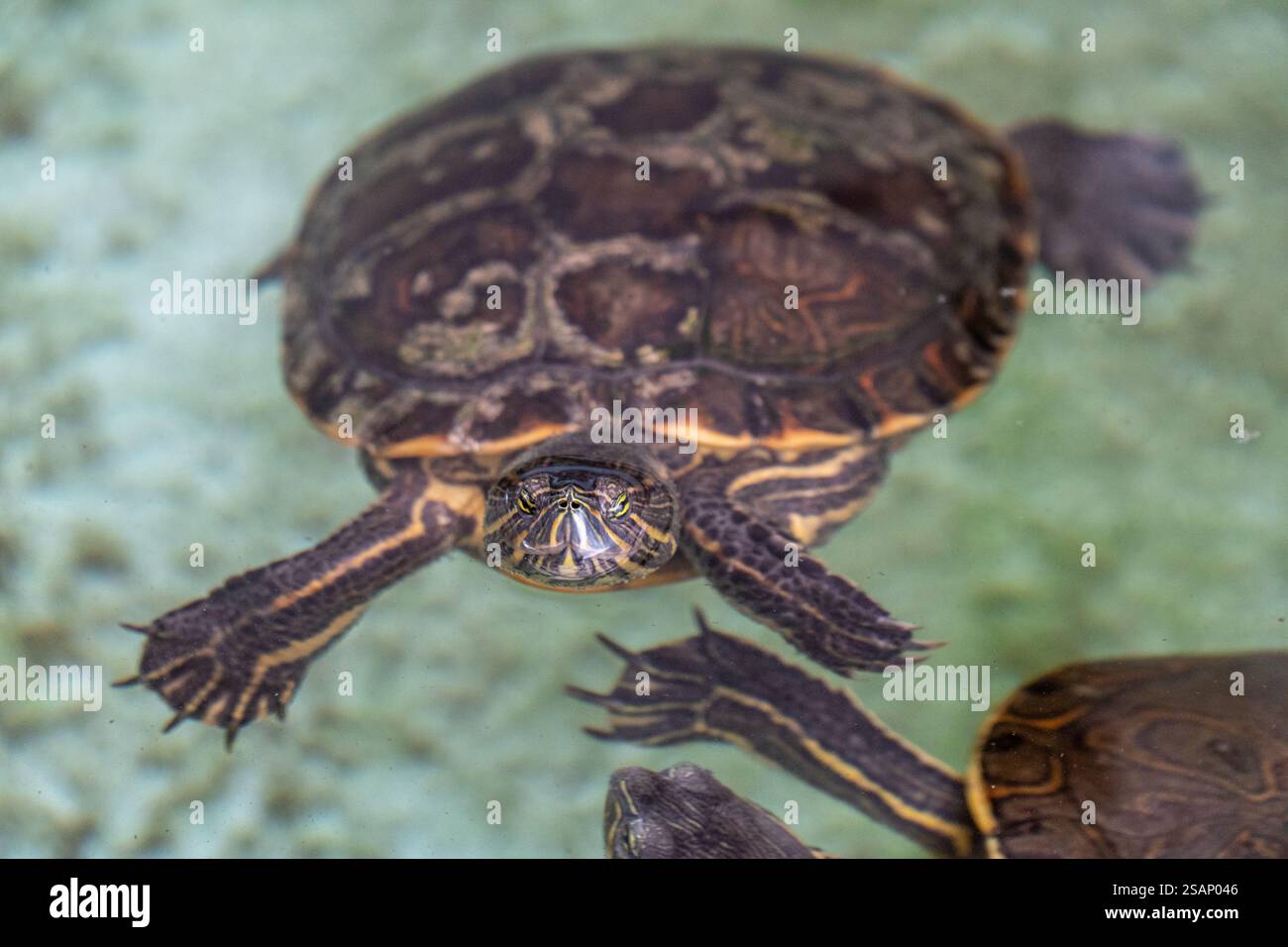Turtles in the Punta Culebra Nature Center- Smithsonian Tropical Research Institute, Panama ...