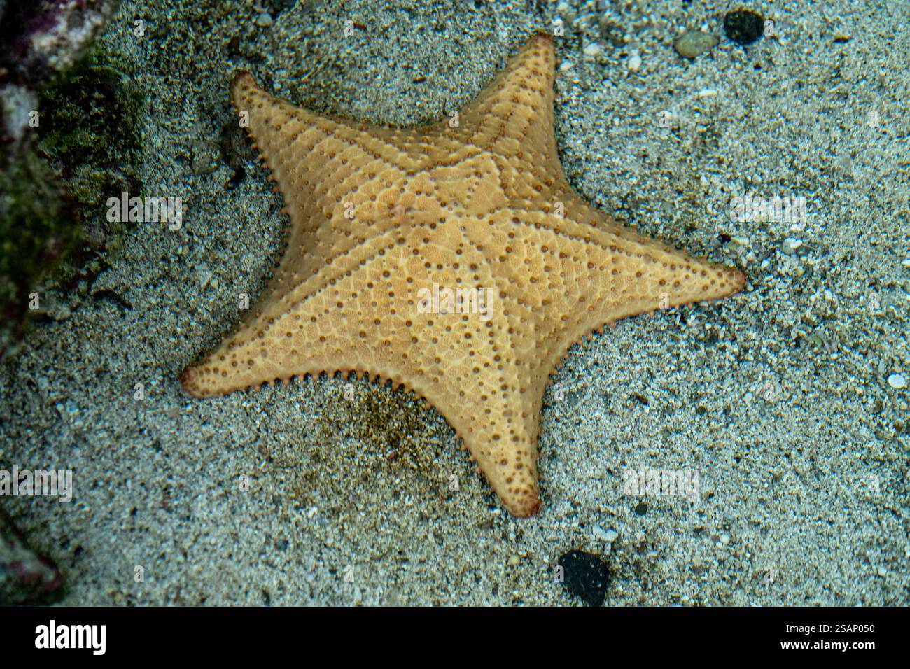 Starfish in the Punta Culebra Nature Center- Smithsonian Tropical ...