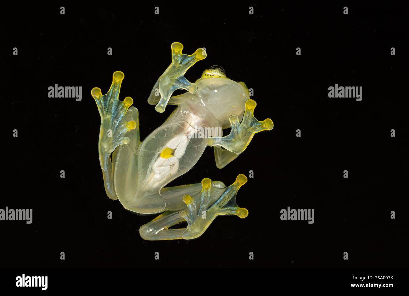 Hyalinobatrachium valerioi, La Palma glass frog, bottom view of ...