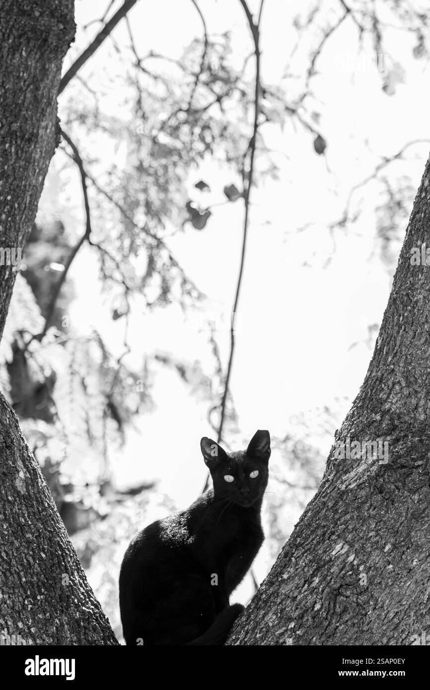 Black cats snow Black and White Stock Photos & Images - Alamy
