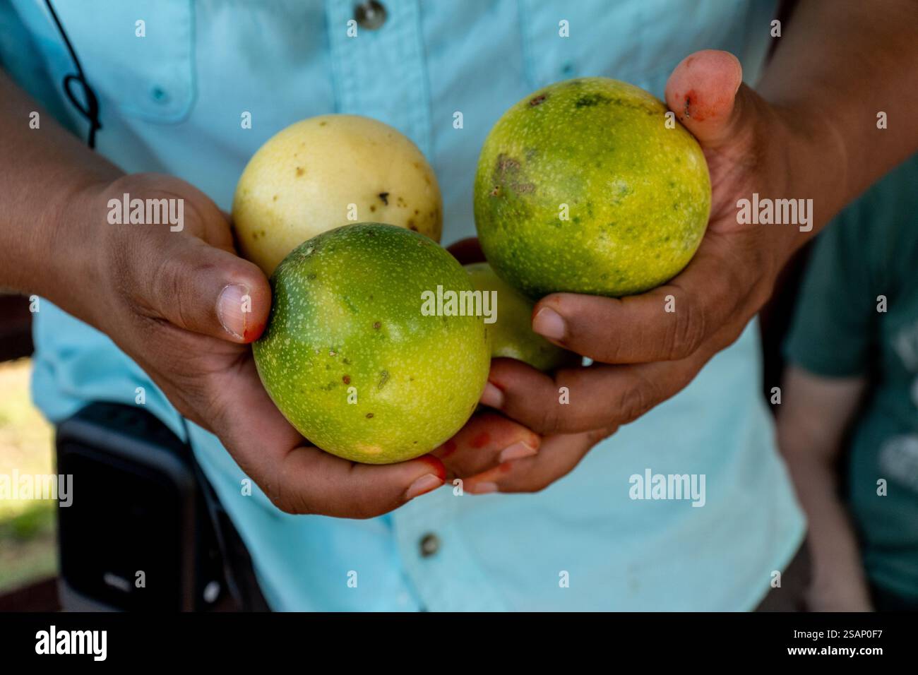 Farm worker holding produce from a pineapple farm in Santa Rita, Panama ...